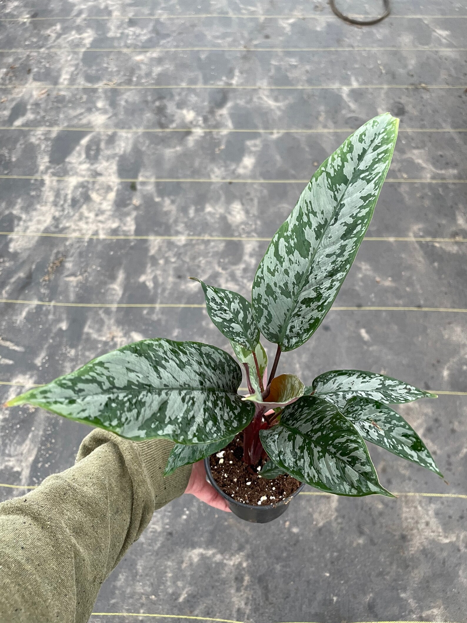 Apoballis Acuminatissima lavallei 4 Pot ALL PLANTS Require - Etsy