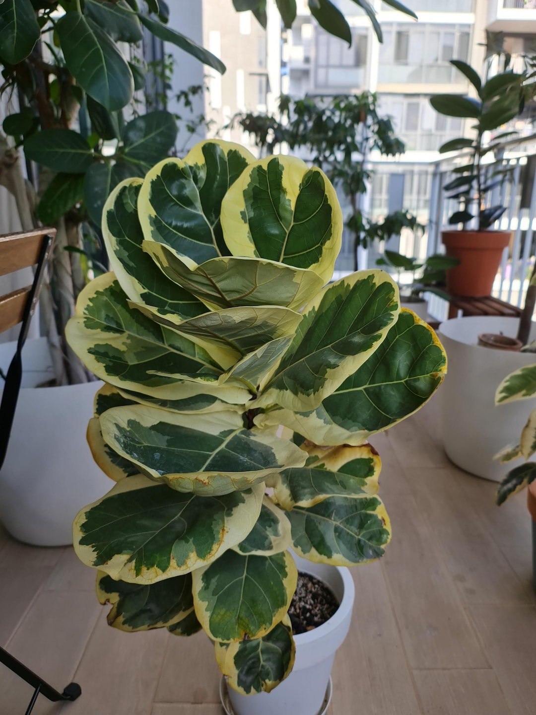 Express Shipping Only! Variegated Ficus Lyrata Starter Plant (ALL ...
