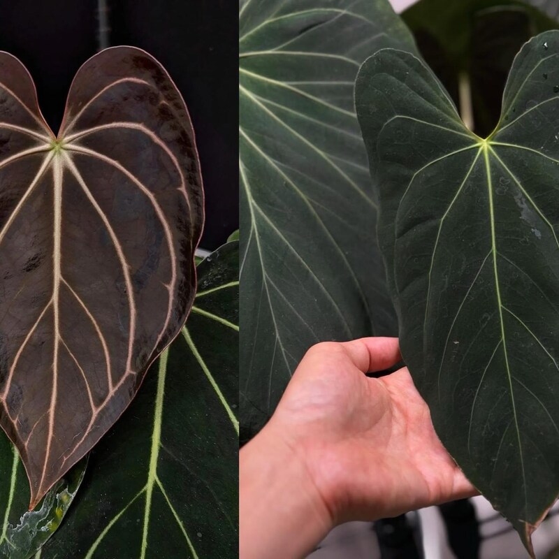 Carla Seeds Anthurium - Etsy