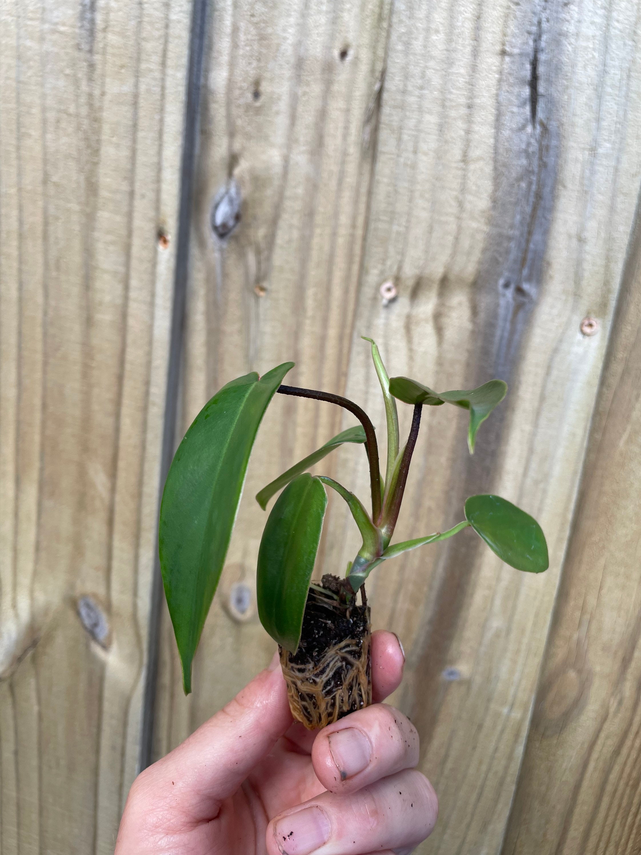 Philodendron Rudolph Starter Plant ALL STARTER PLANTS Require - Etsy
