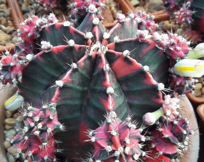 Gymnocalycium Mihanovichii “pink Japan” Cactus Starter Plant (ALL ...