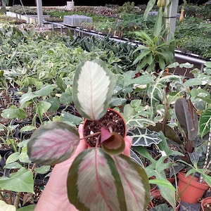 Calathea Royal Standard 2” Pot (ALL PLANTS Require You to Purchase 2 ...