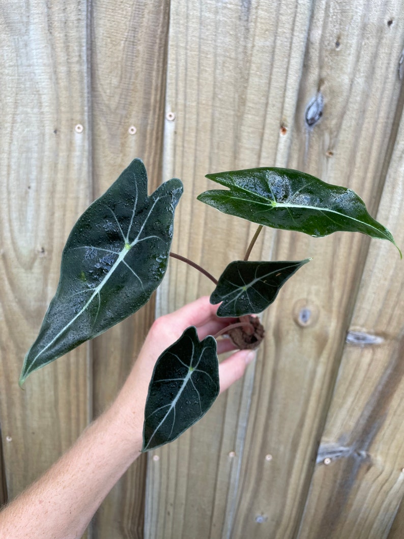 Alocasia Dragons Tooth Starter Plant ALL STARTER PLANTS - Etsy