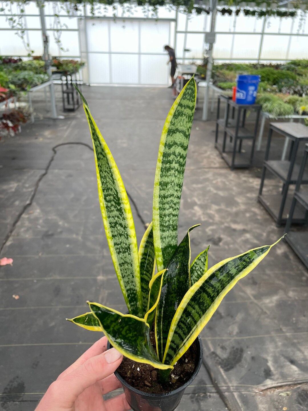 Sansevieria Laurentii 4”pot (ALL PLANTS Require You to Purchase 2 ...