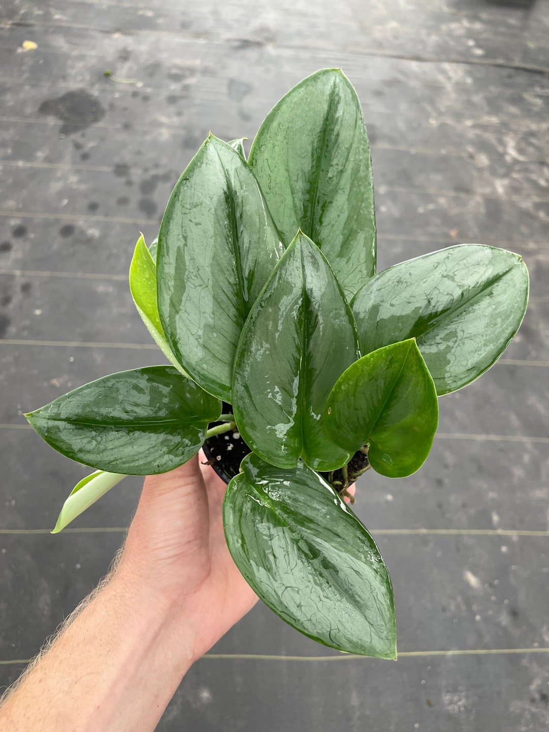 Scindapsus Treubii Moonlight 4” Pot (ALL PLANTS Require You to Purchase ...