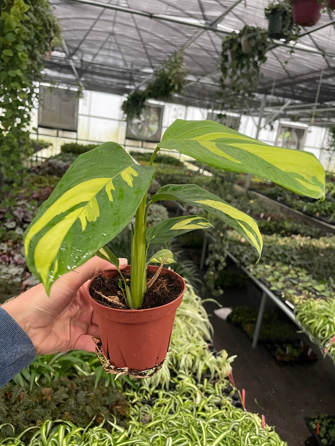 Calathea Pilosa 4” Pot (ALL PLANTS Require You to Purchase 2 Plants ...