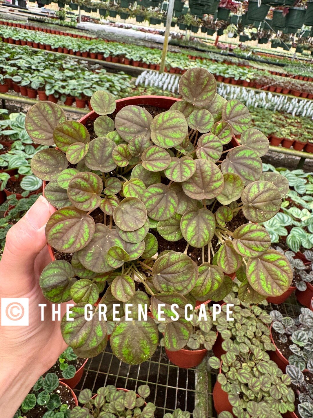 Peperomia Peppermill 6” Pot (ALL PLANTS Require You to Purchase 2 ...