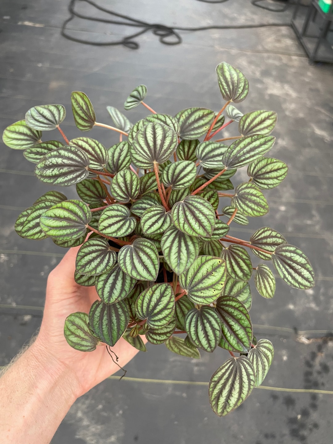 Peperomia Piccolo Banda 4”pot (ALL PLANTS Require You to Purchase 2 ...