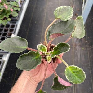 Country Cider African Violet Starter Plant (ALL PLANTS Require You to ...