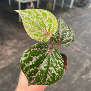 Pink Piper Crocatum Starter Plant (ALL Starter PLANTS Require You to ...