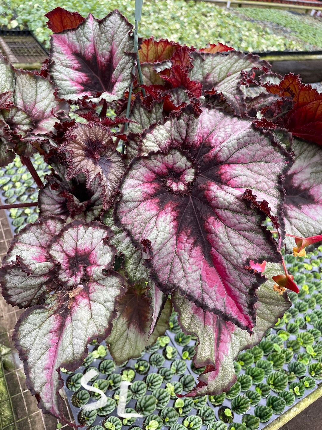 Harmonys Star Light Begonia Starter Plant (ALL STARTER PLANTS Require ...