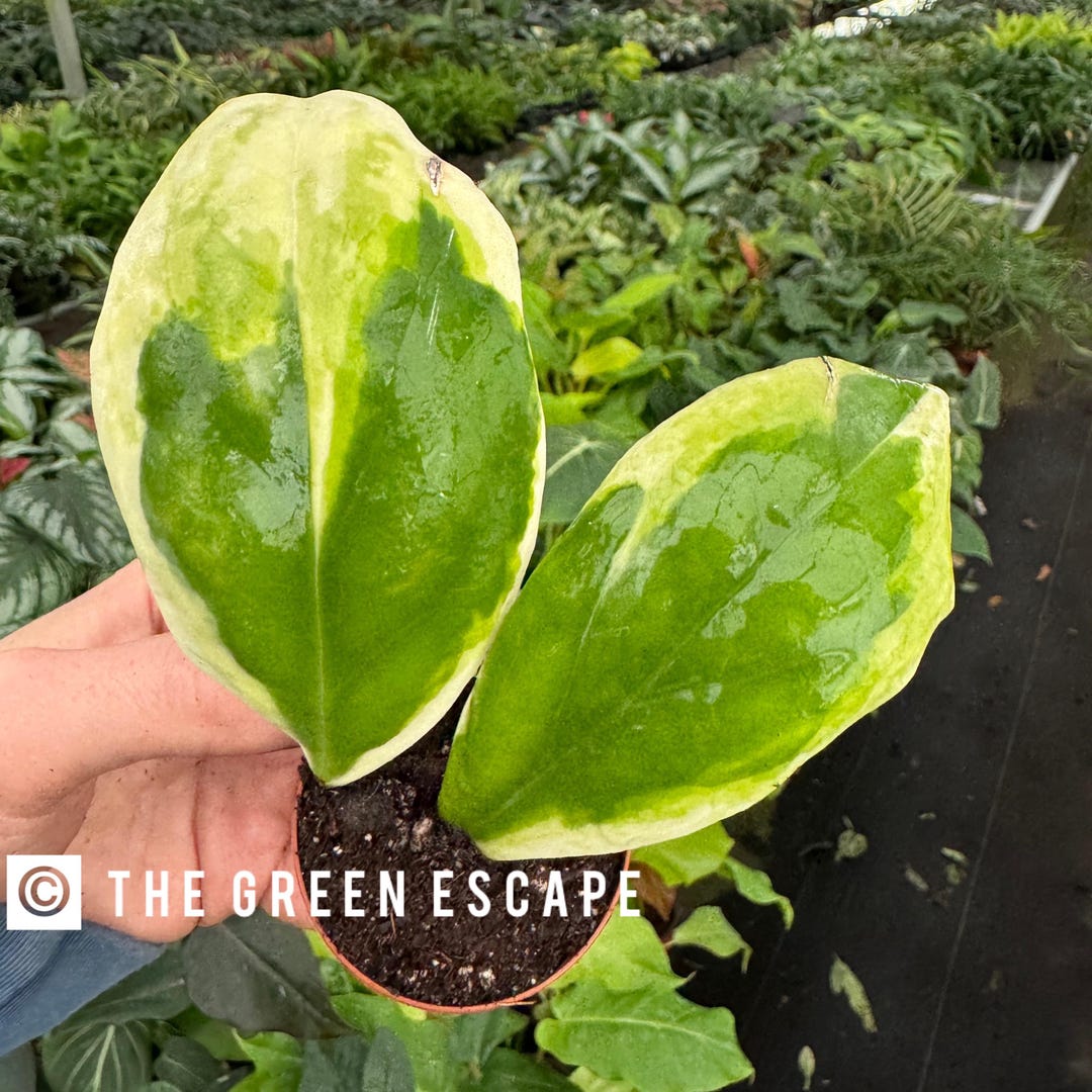 Hoya Incrassata Eclipse 2” Pot (ALL PLANTS Require You to Purchase 2 ...