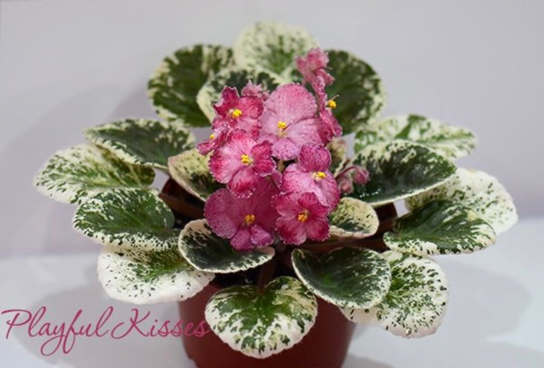 Playful Kisses African Violet Starter Plant ALL Starter - Etsy