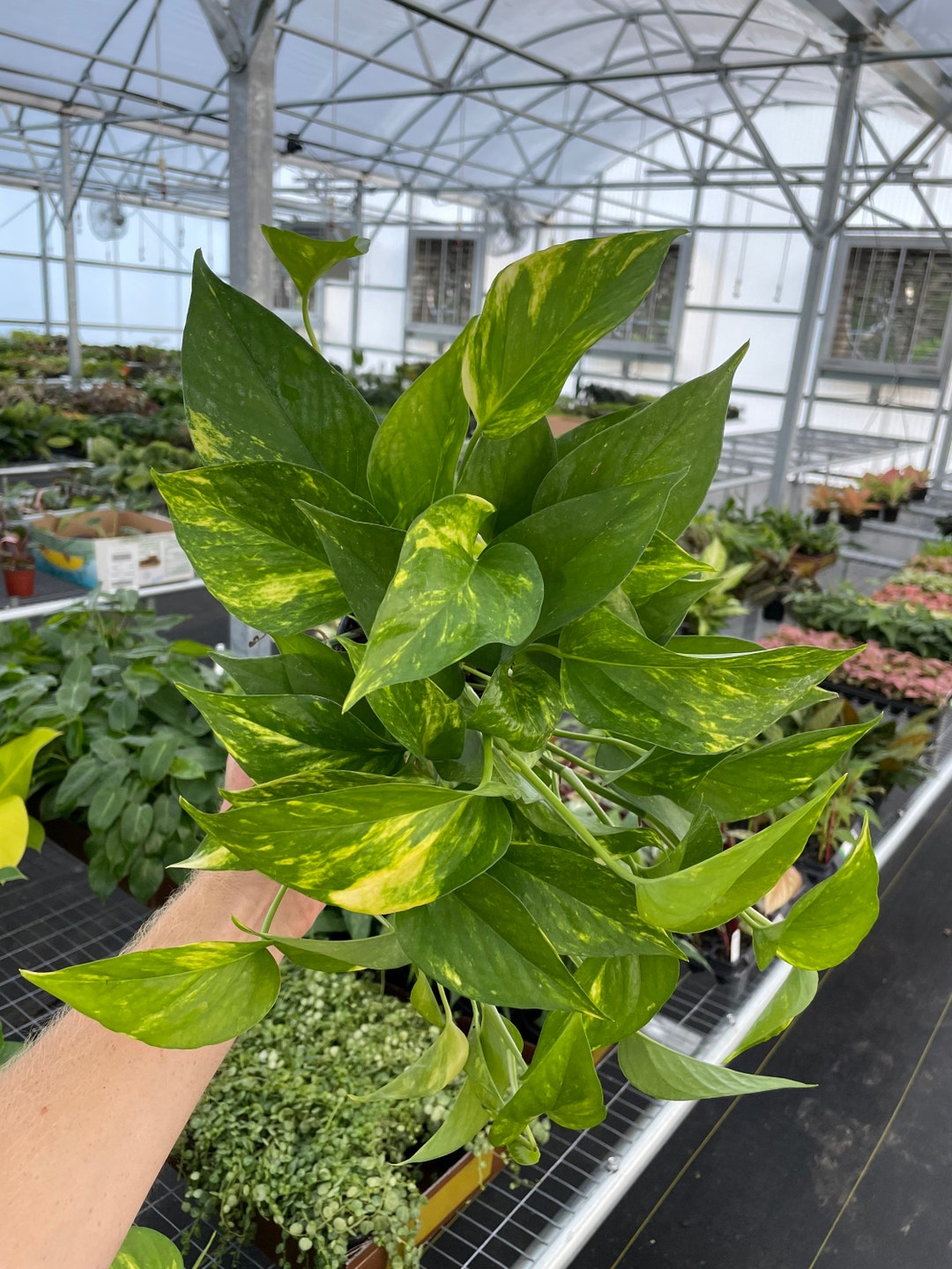 Giant Hawaiian Pothos 4 Pot ALL PLANTS Require You to - Etsy