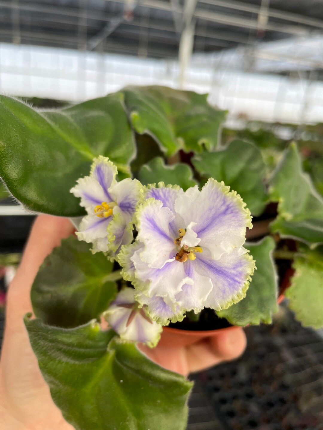 Kei Yoki African Violet 4” Pot (ALL PLANTS Require You to Purchase 2 ...