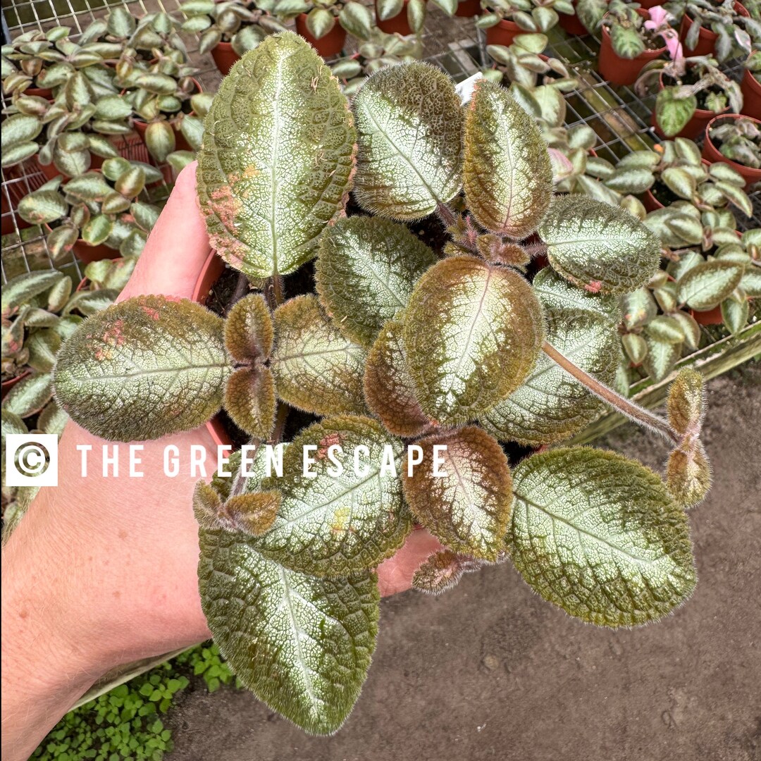 Episcia Grey Lady 4 Pot ALL PLANTS Require You to Purchase 2 Plants - Etsy