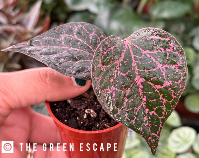 Pink Piper Crocatum 2” Pot (ALL PLANTS Require You to Purchase 2 Plants ...