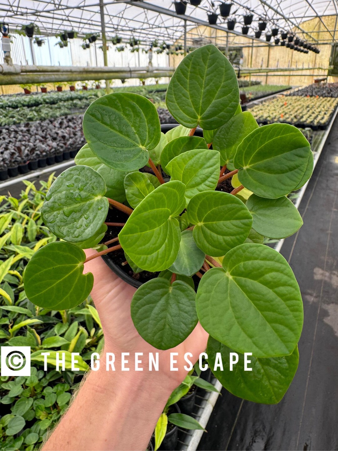 Peperomia Rana Verde 4”pot (ALL PLANTS Require You to Purchase 2 Plants ...