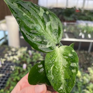 Aglaonema Pictum Tricolor Starter Plant ALL STARTER PLANTS Require You to Purchase 2 Plants - Etsy