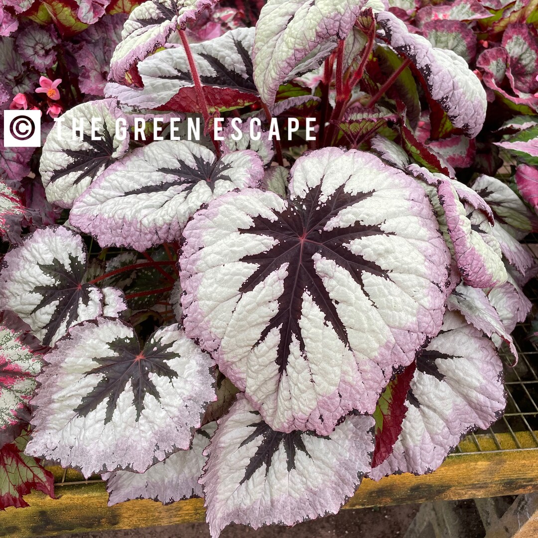 Harmonys Fire Woman Starter Plant ALL STARTER PLANTS Require You to ...