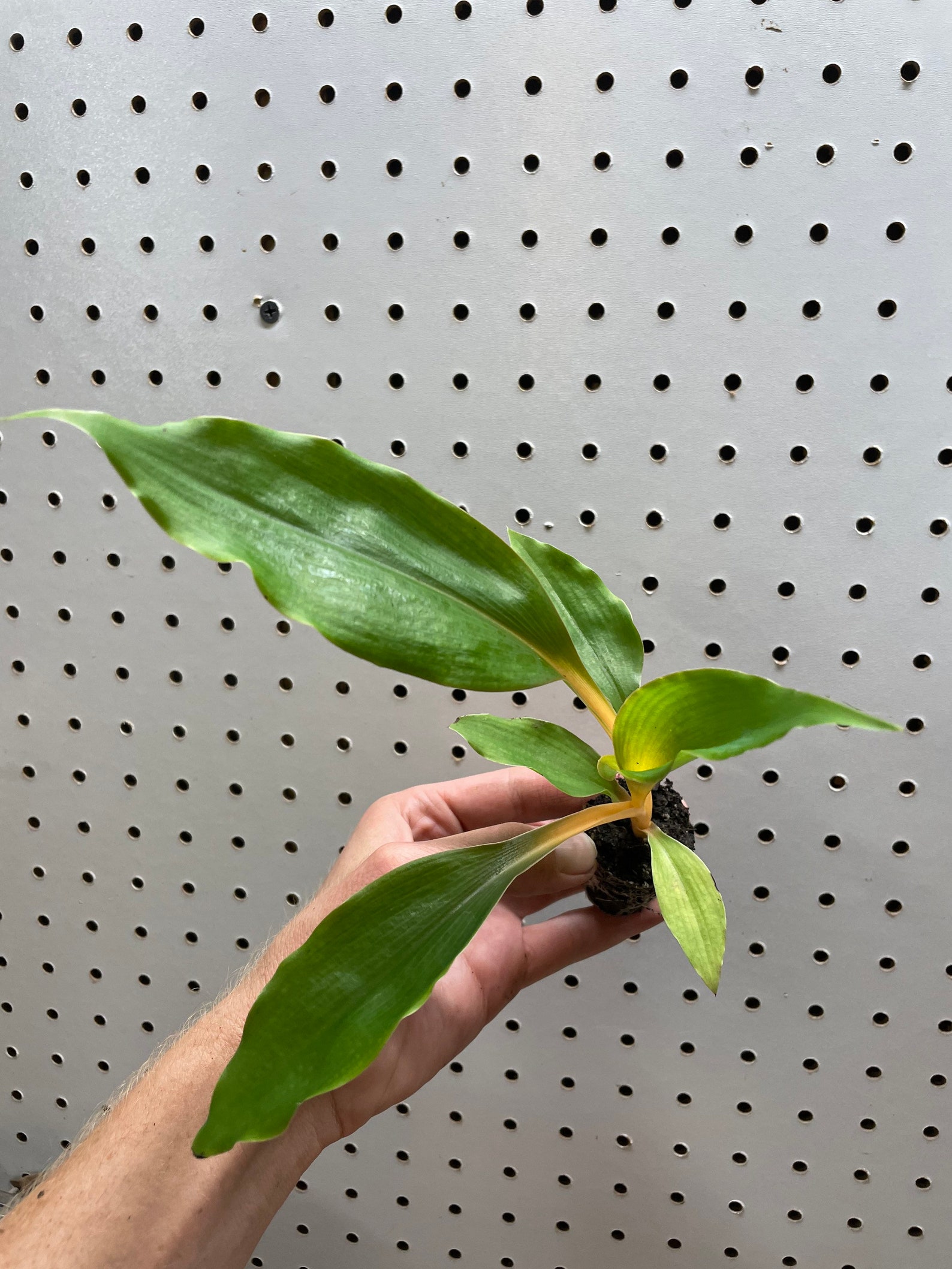 Chlorophytum “fire Flash” Green and Orange Starter Plant (ALL STARTER ...