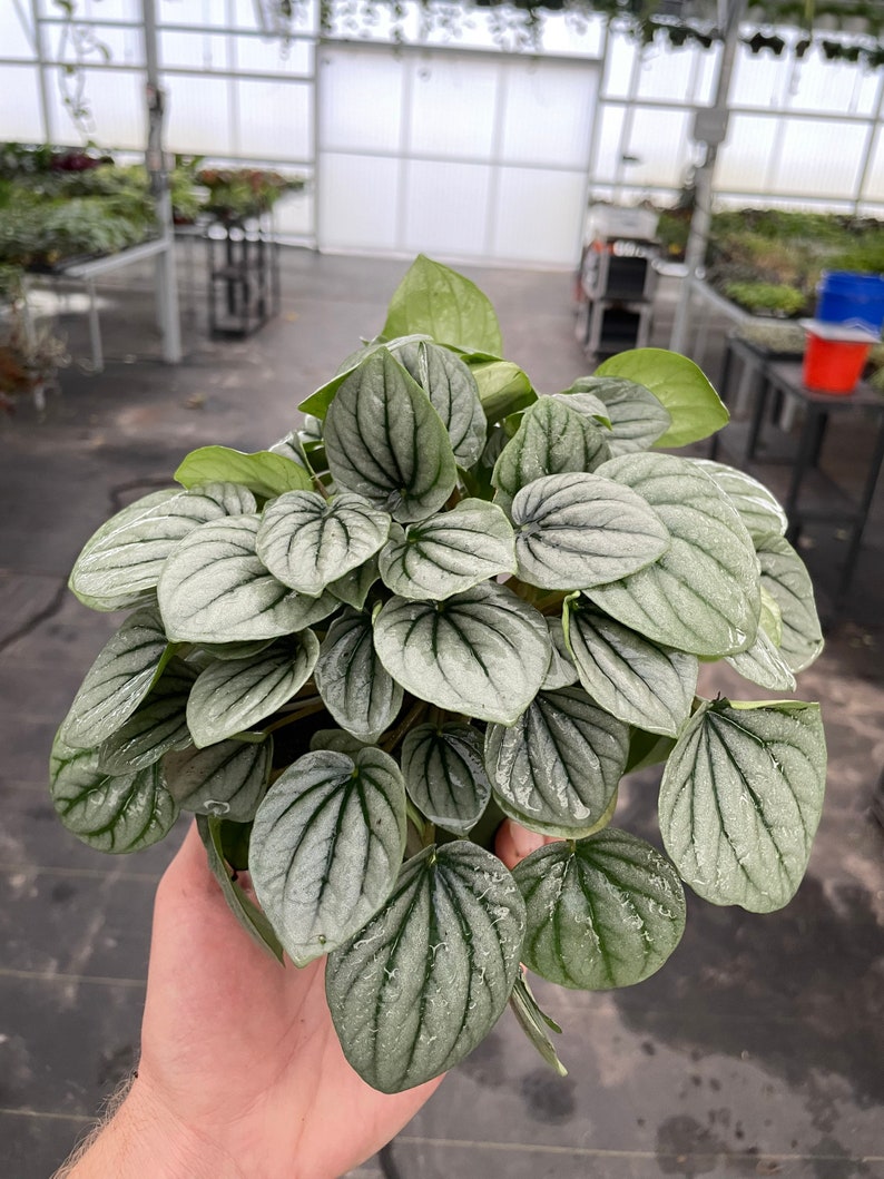Peperomia Moonlight 4pot ALL PLANTS Require You to Purchase - Etsy