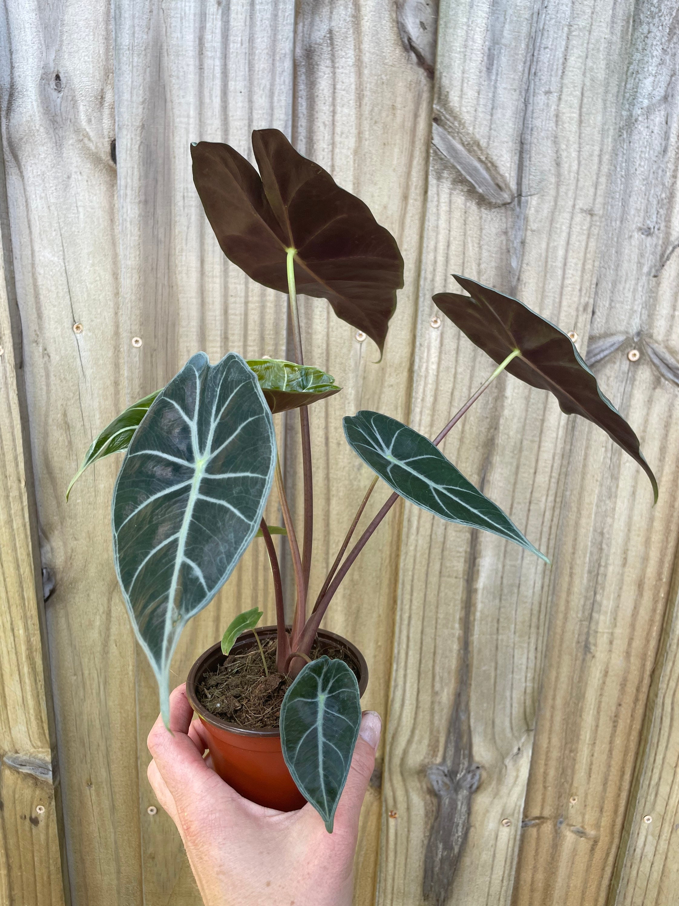 Alocasia Dragons Tooth 4 Pot ALL PLANTS Require You to - Etsy