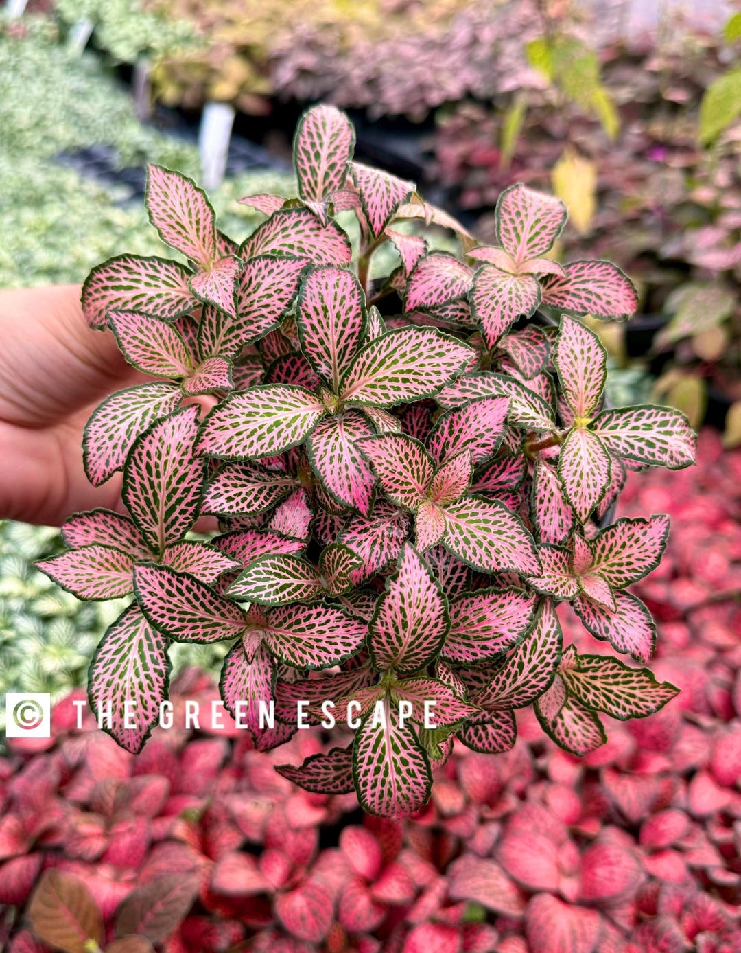 Fittonia ‘pink Forest Flame’ 4” Pot (ALL PLANTS Require You to Purchase ...