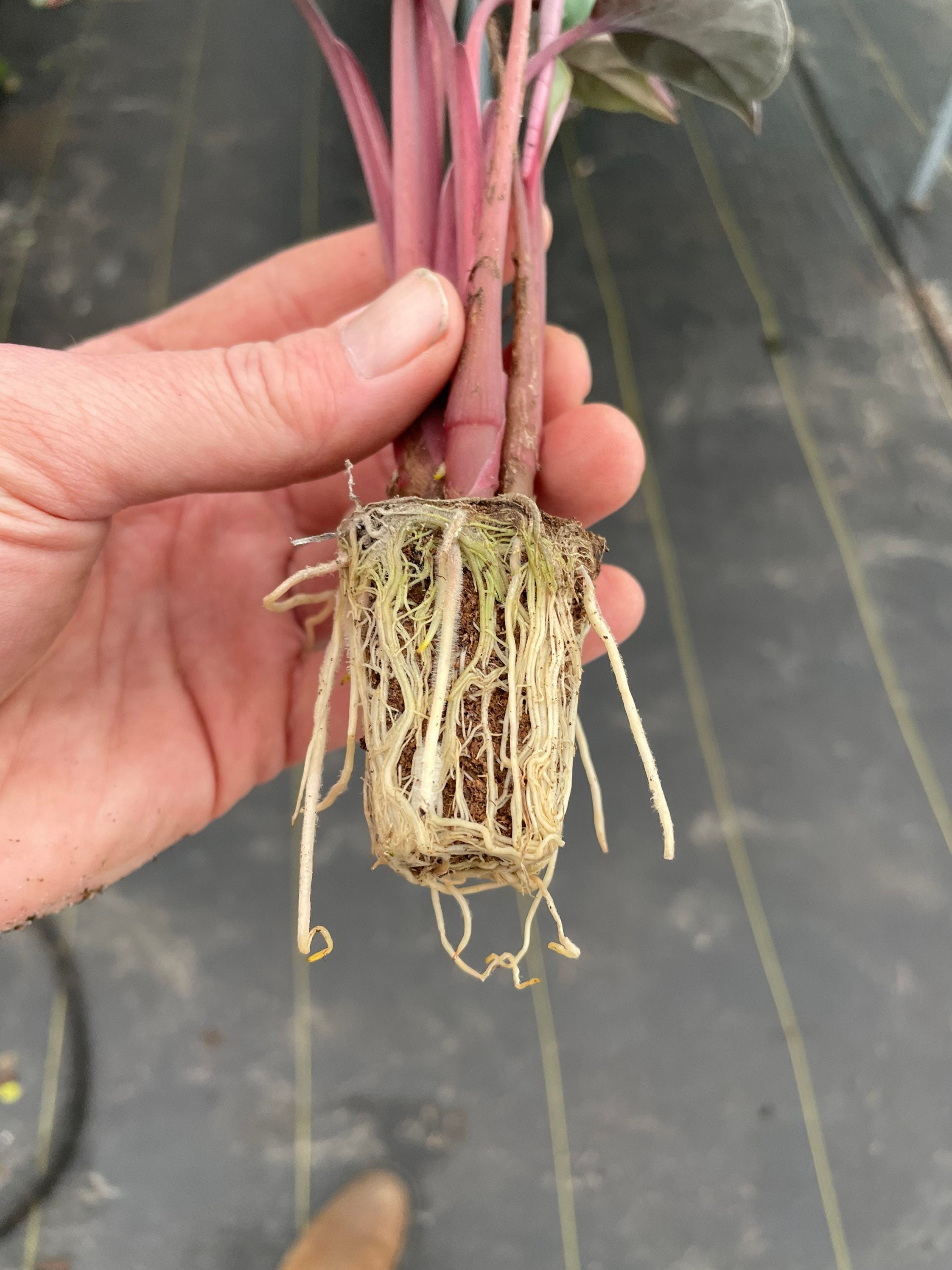 Apoballis Acuminatissimum Aka lavallei or red Sword - Etsy