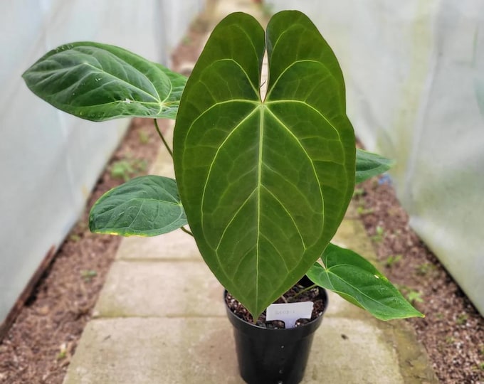 Anthurium Dark Phoenix X Red Spider Clone , 1 Potted up Seedling ...
