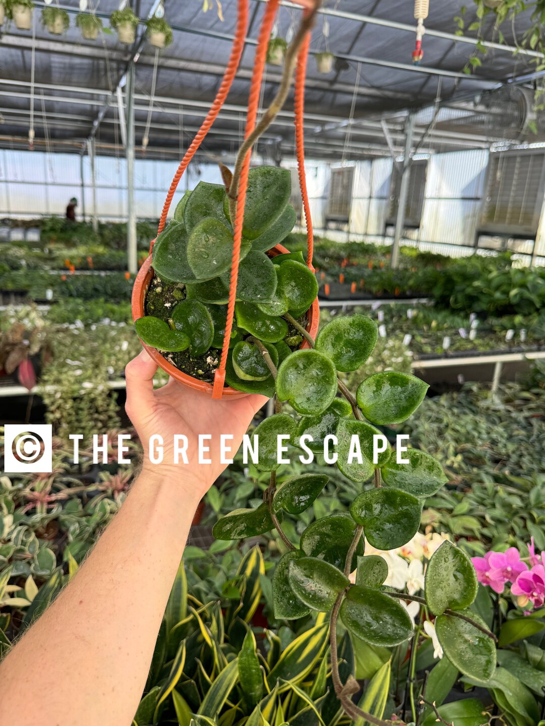 Hoya Chelsea 6” Hanging Baskets “ALL PLANTS Require You to Purchase 2 ...