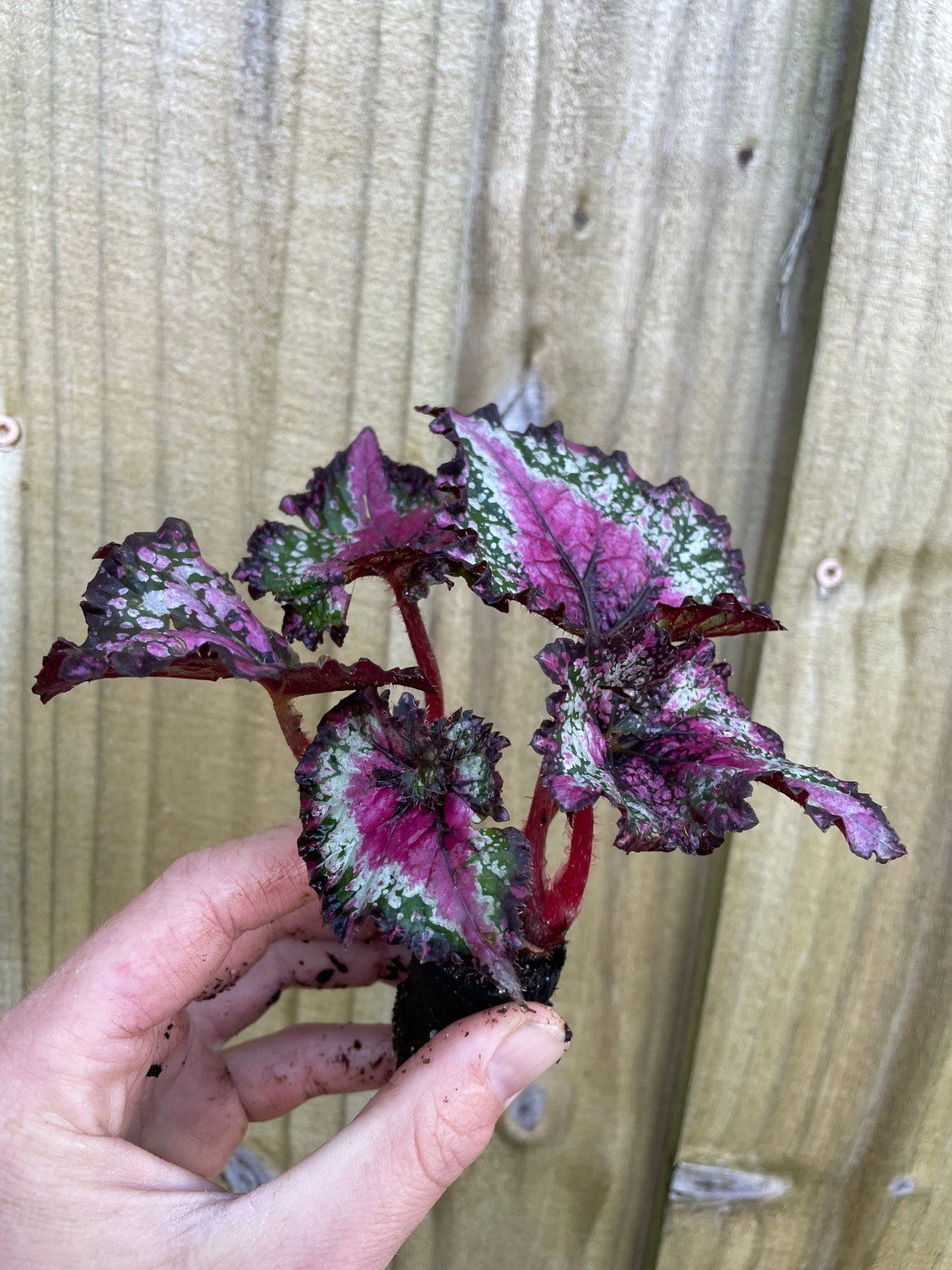 Jurassic Rex Begonia Watermelon Starter Plant ALL STARTER - Etsy