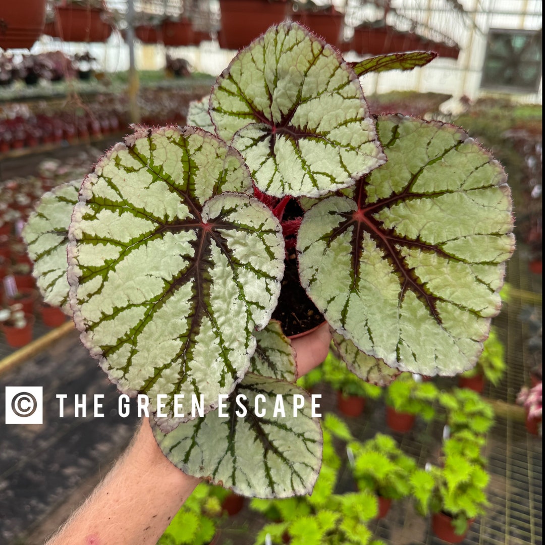 Begonia Fedor 4”pot (ALL PLANTS Require You to Purchase 2 Plants) - Etsy