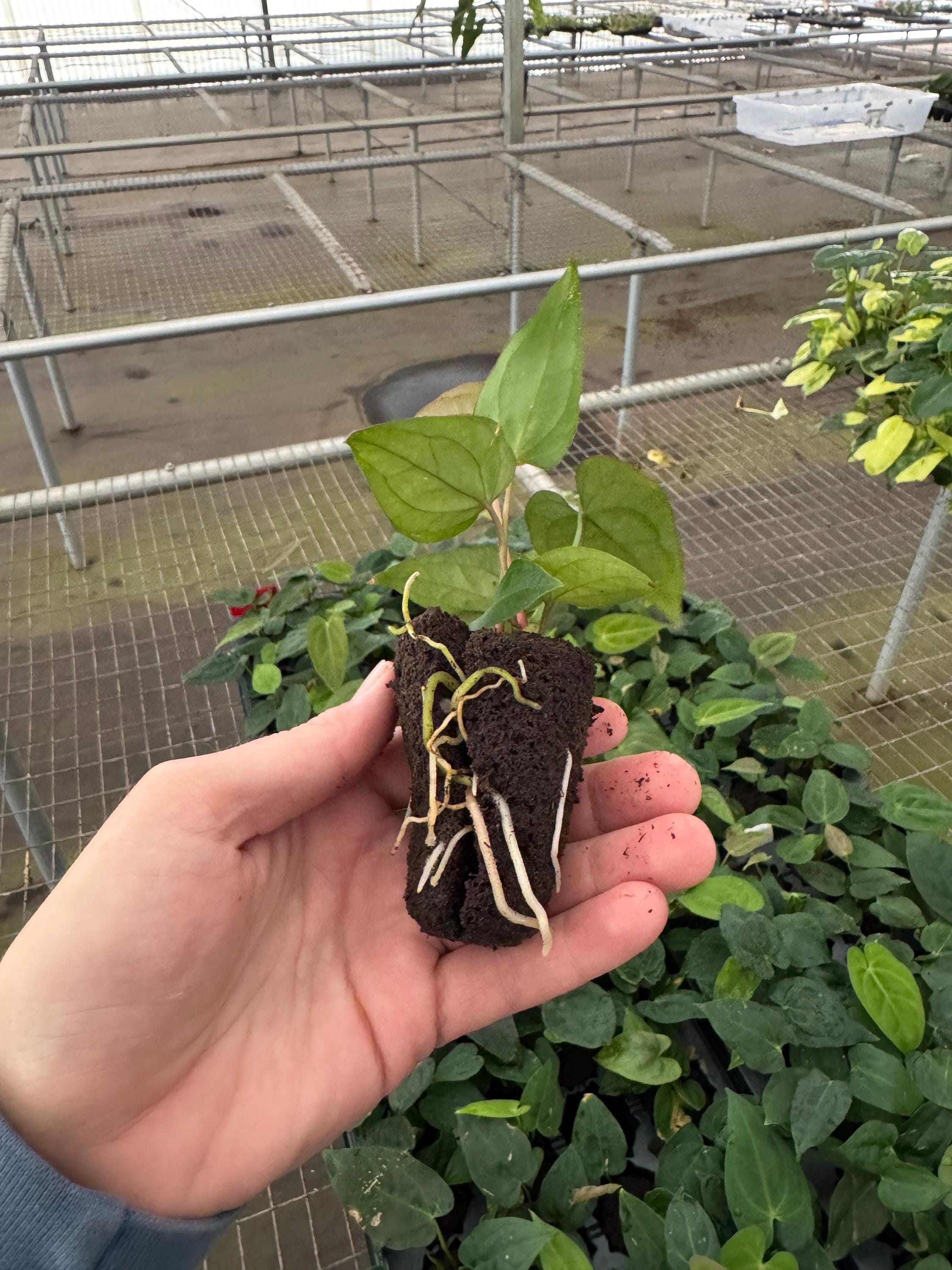 Anthurium Dressleri X Guna Yala Starter Plant (ALL STARTER PLANTS ...