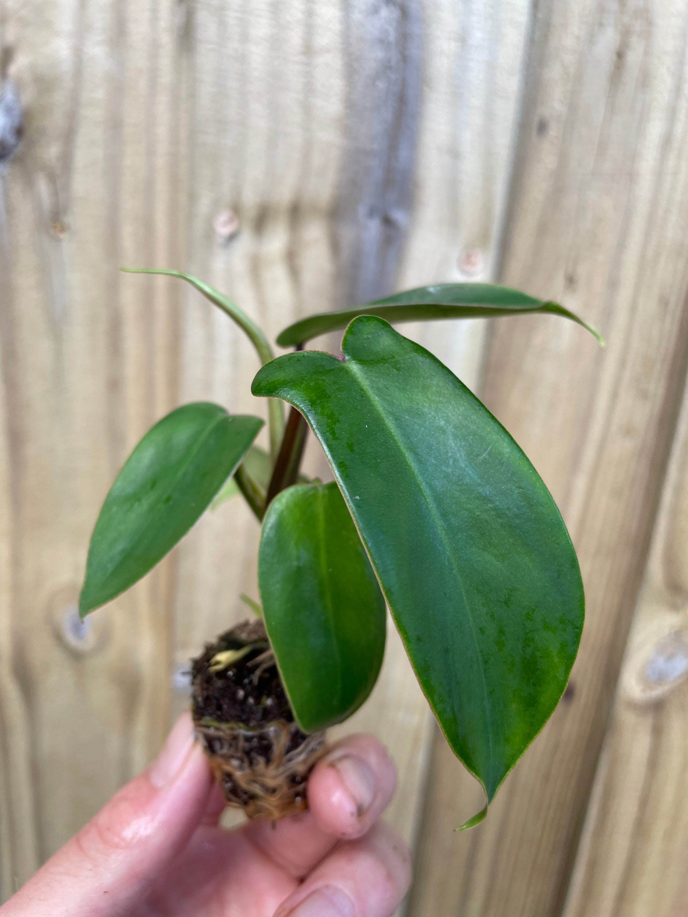 Philodendron Rudolph Starter Plant ALL STARTER PLANTS Require - Etsy
