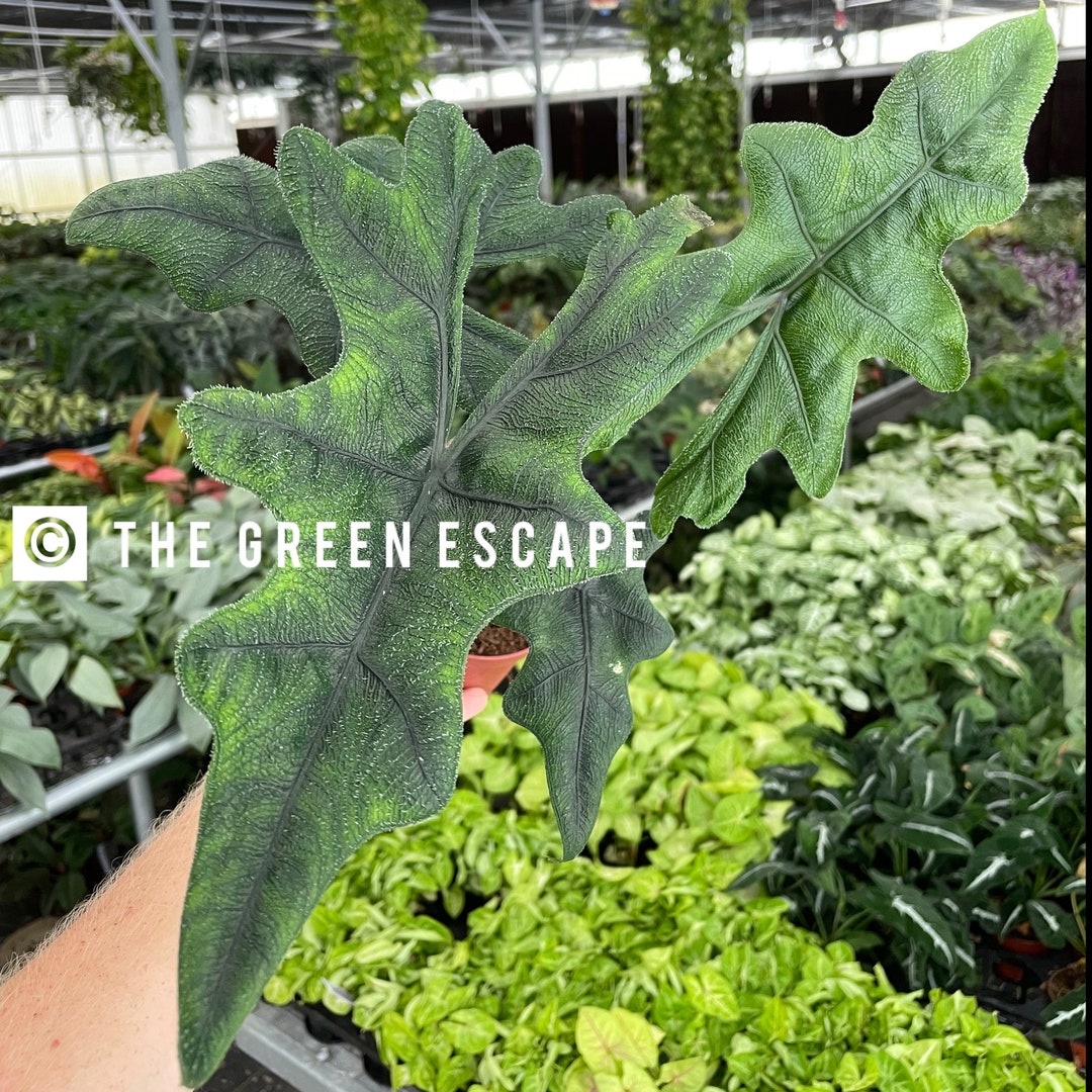 Alocasia Jacklyn Starter Plant (ALL STARTER PLANTS Require You to ...