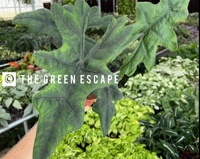 Alocasia Jacklyn Starter Plant (ALL STARTER PLANTS Require You to ...