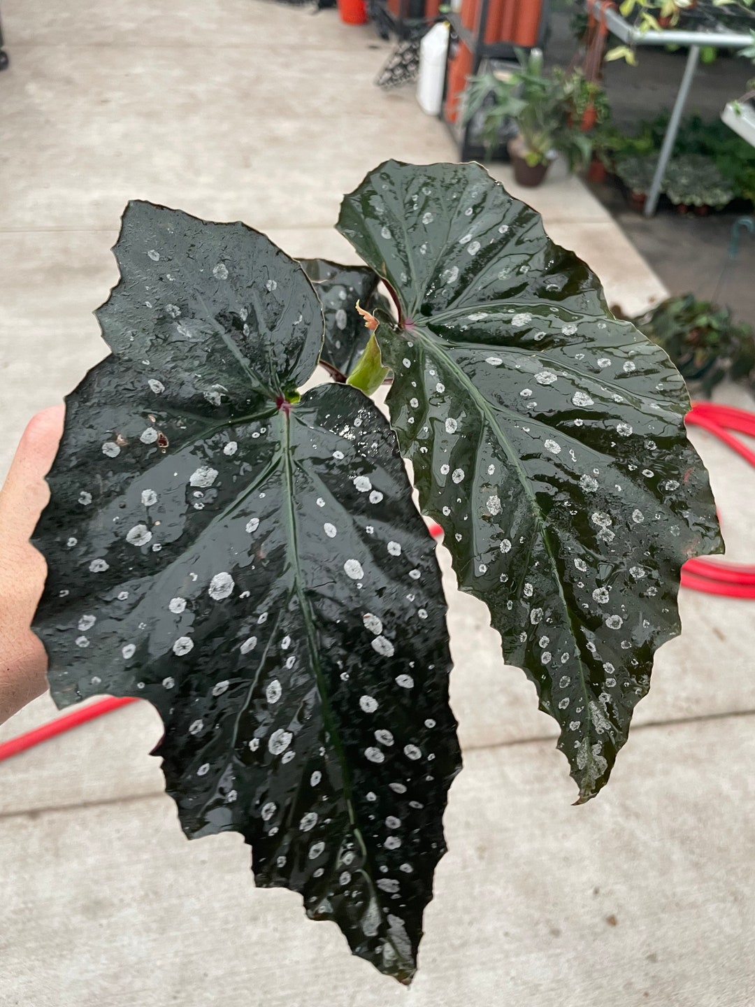 Harmonys Witcher Begonia Starter Plant (ALL STARTER PLANTS Require You ...