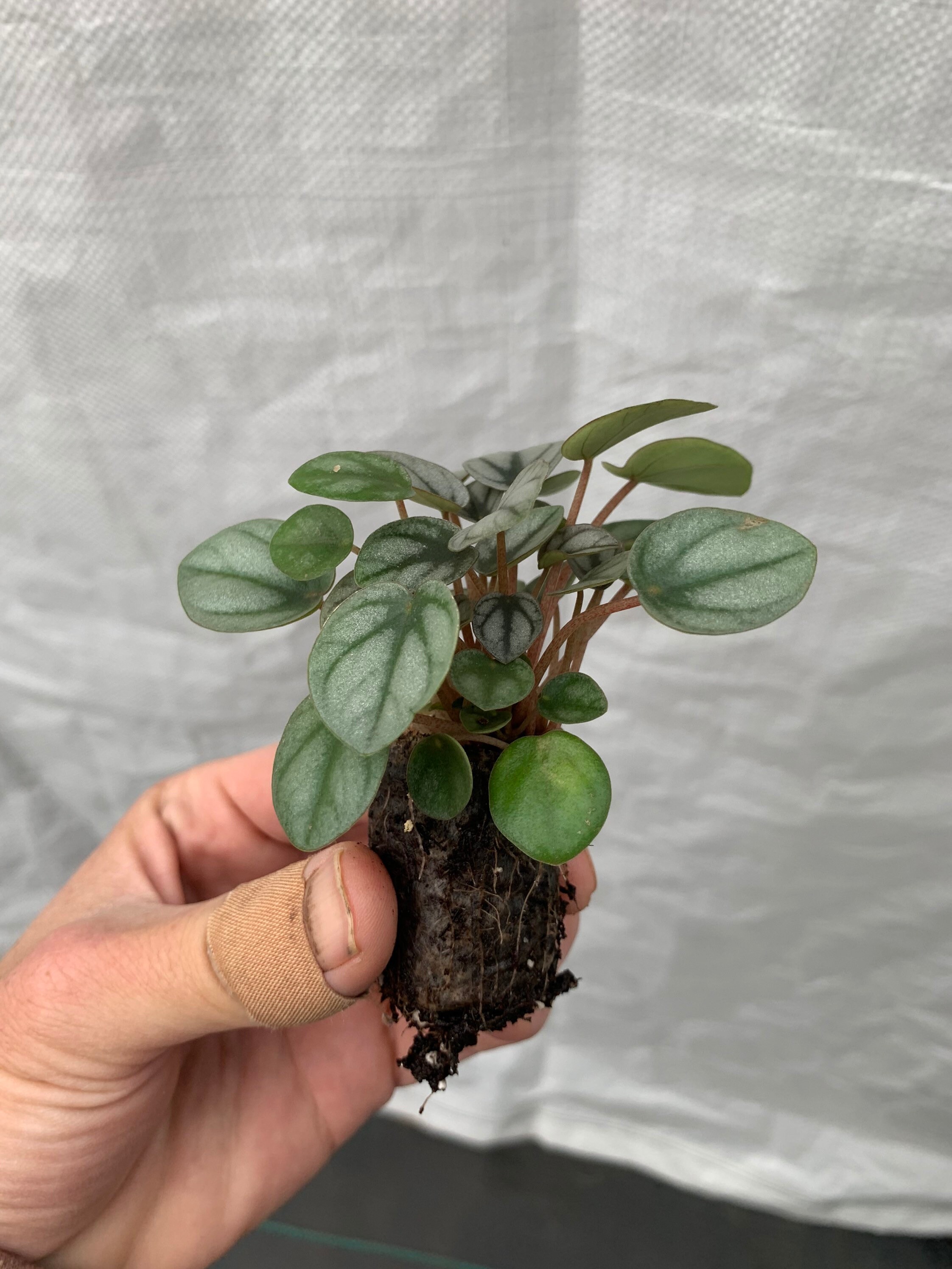 Peperomia Little Toscani Starter Plant (ALL STARTER PLANTS Require You ...