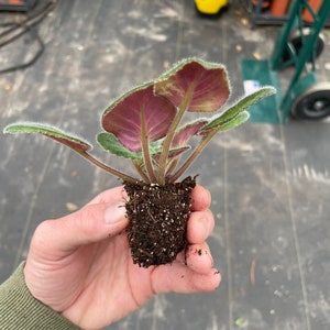 Wranglers Boot Stomping African Violet Starter Plant (ALL PLANTS ...