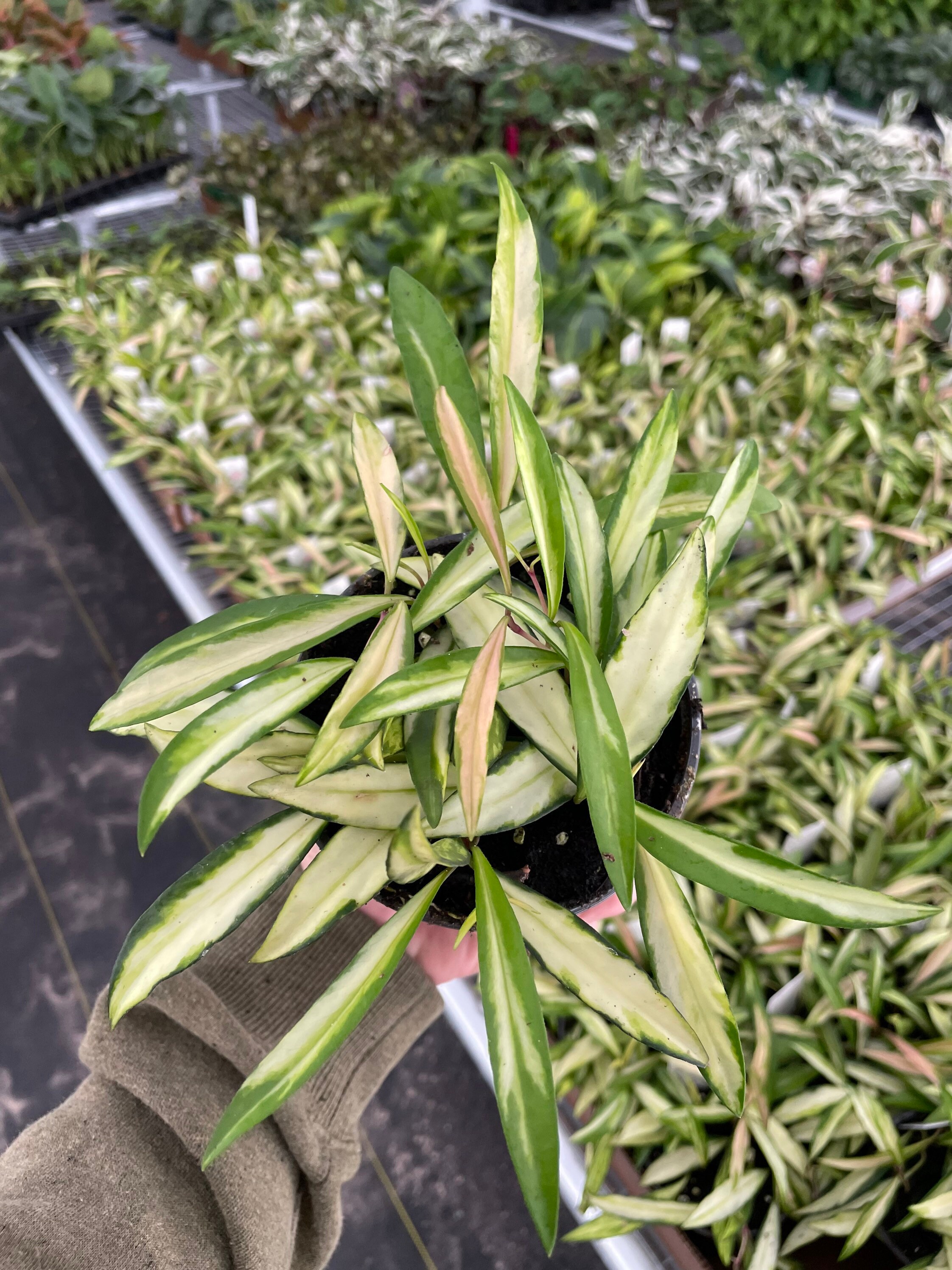 Hoya Wayetti Tricolor 4 Pot ALL PLANTS Require You to - Etsy
