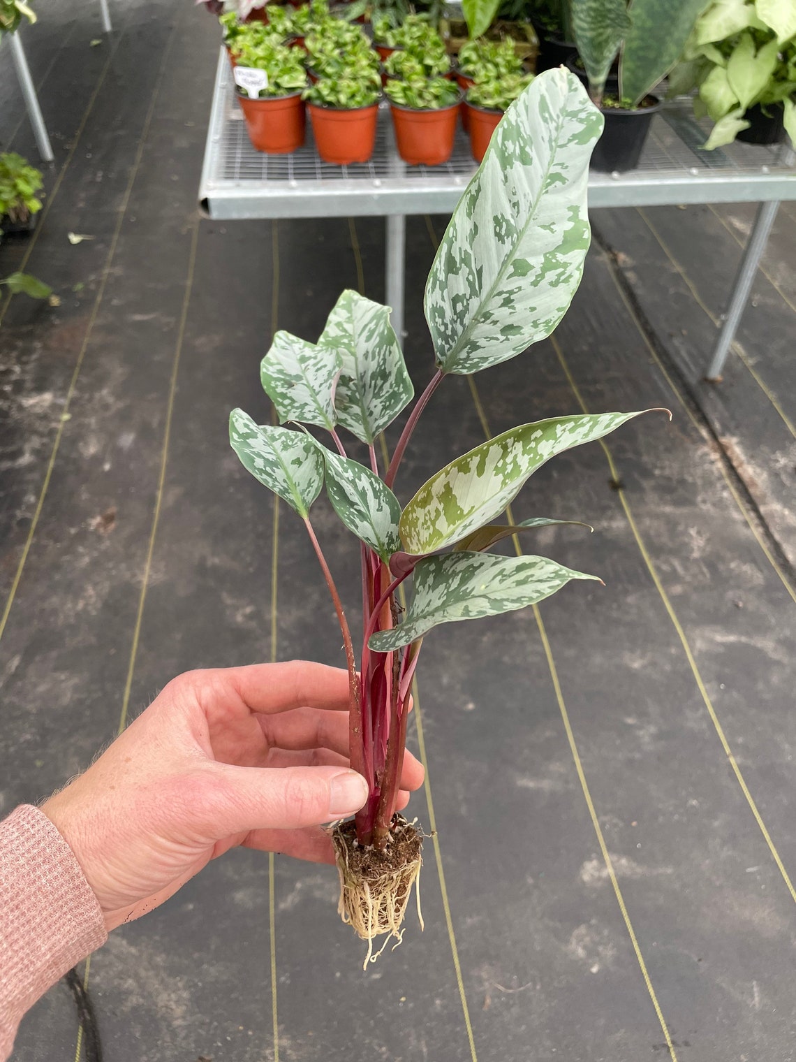 Apoballis Acuminatissimum Aka lavallei or red Sword - Etsy