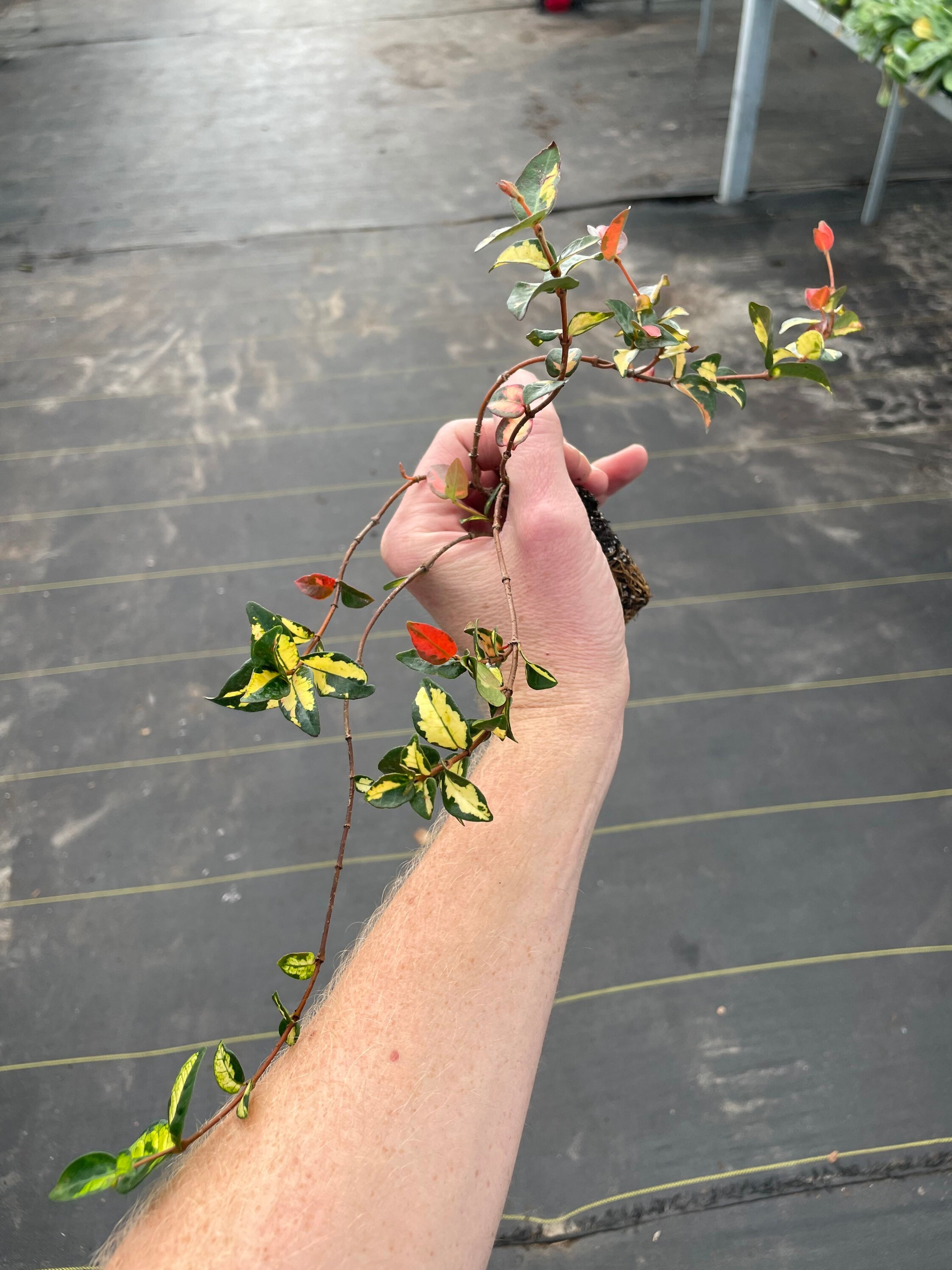 Summer Sunset Asiatic Jasmine Starter Plant (ALL STARTER PLANTS Require ...