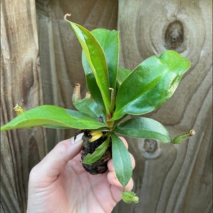 Nepenthes Lady Luck Starter Plant ALL STARTER PLANTS Require - Etsy