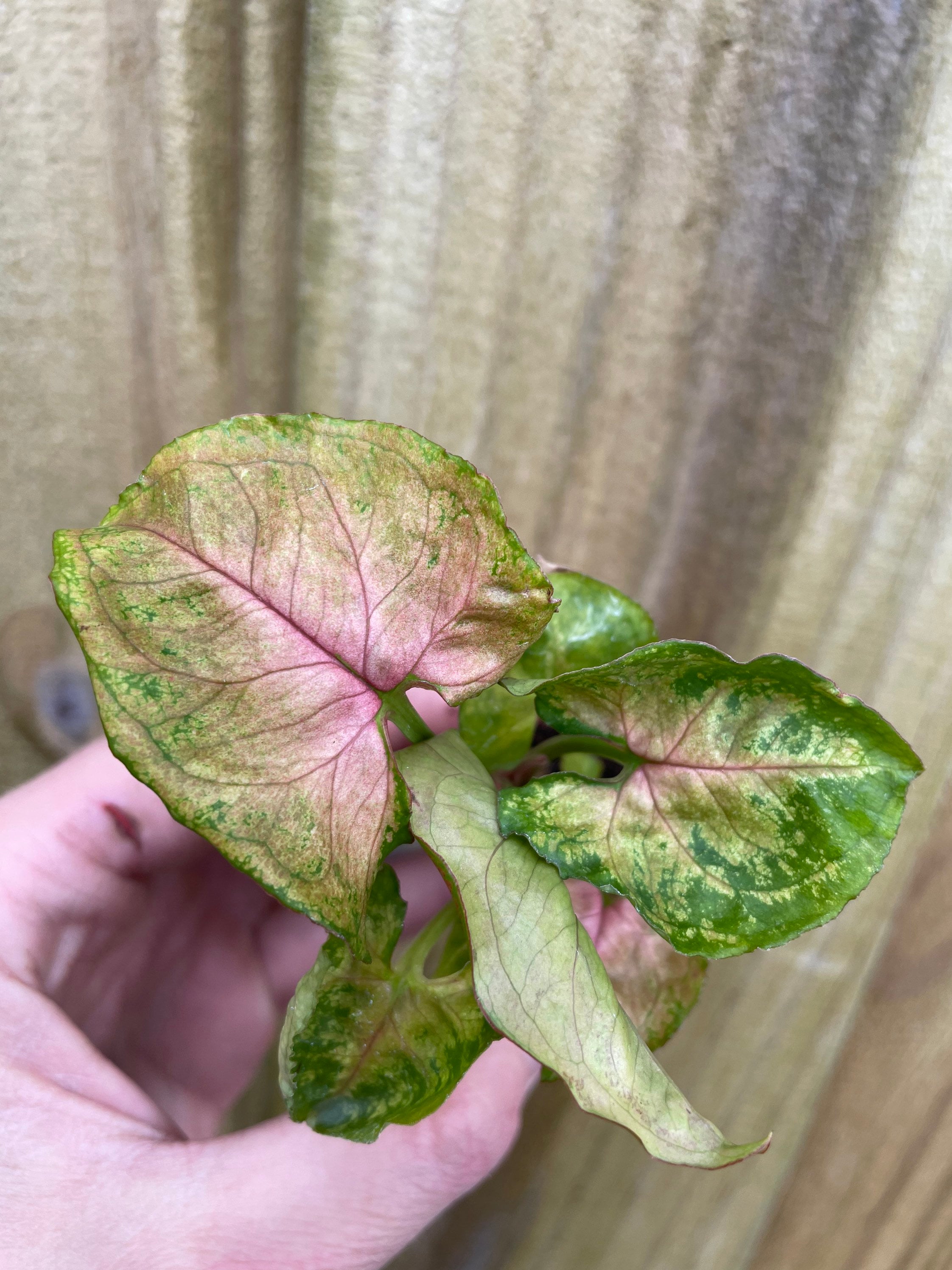 Syngonium Berry Allusion Starter Plant ALL STARTER PLANTS - Etsy