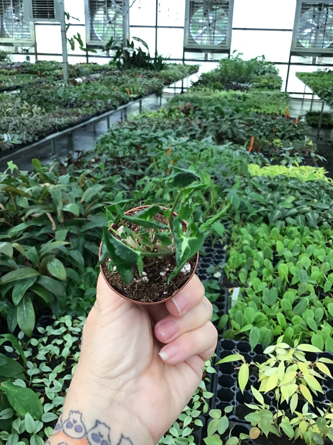 Syngonium Godzilla 2” Pot (ALL PLANTS Require You to Purchase 2 Plants ...