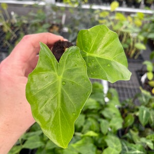 Alocasia Low Rider Starter Plant (ALL STARTER PLANTS Require You to ...