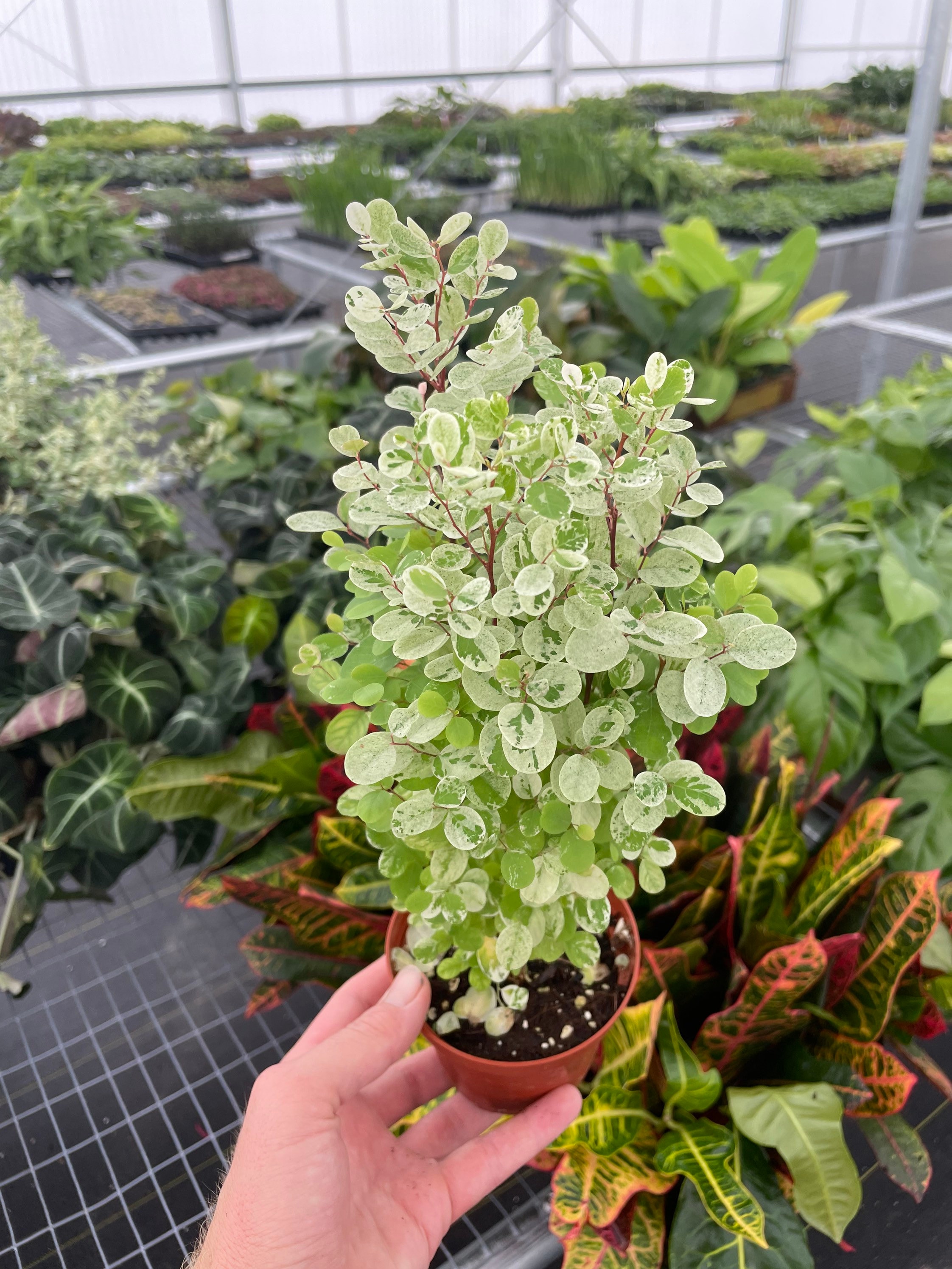 Snowbush breynia Disticha 4 Pot ALL PLANTS Require You to - Etsy