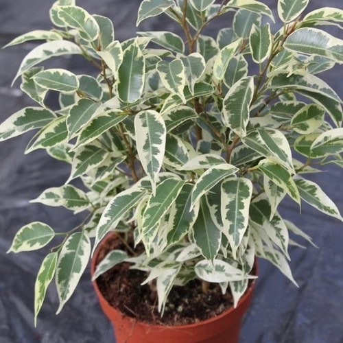 Dracaena Marley Starter Plant ALL STARTER PLANTS Require You | Etsy