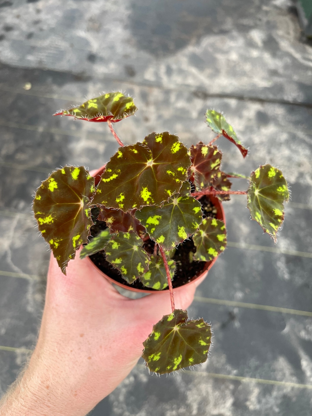 Begonia Kit Kat 4”pot (ALL PLANTS Require You to Purchase 2 Plants!) - Etsy